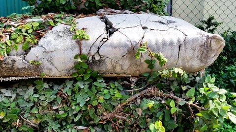 Over Grown Plants Taking Over An Abandon... | Stock Video | Pond5