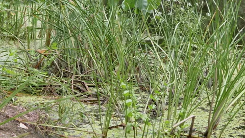 Overgrown, Flowering Swamp, a River with... | Stock Video | Pond5