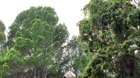 Overgrown green high tree tops part of a... | Stock Video | Pond5
