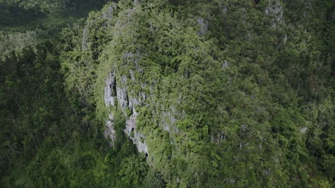 Overgrown Rocks Among The Jungles Of Pal... | Stock Video | Pond5