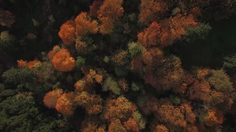 Overhead Aerial on Forest Tree Canopy wi... | Stock Video | Pond5