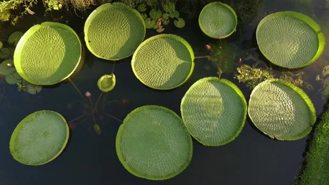 Overhead Aerial View of a garden pond gr... | Stock Video | Pond5