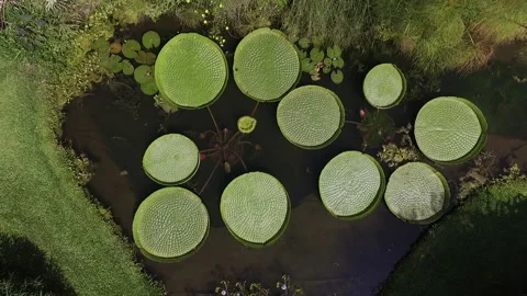 Overhead Big Pond Stock Footage ~ Royalty Free Stock Videos | Pond5