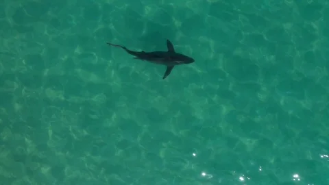 White Stock Video Footage | Royalty Free White Videos | Pond5