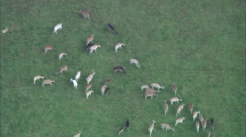 18Th Plus Videos Stock Footage ~ Royalty Free Stock Videos | Pond5