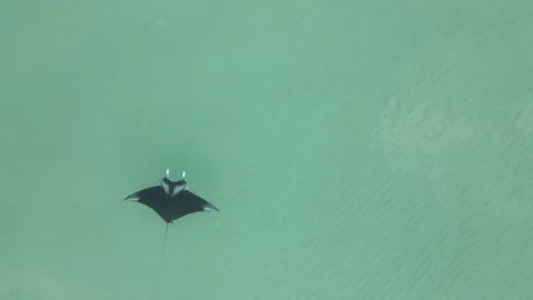 Overhead: Manta Ray slowly swims bottom ... | Stock Video | Pond5