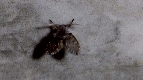 Overhead shot of Drain Fly with moving l... | Stock Video | Pond5