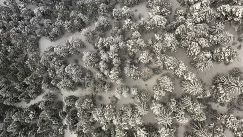 overhead shot of pine trees with show in... | Stock Video | Pond5