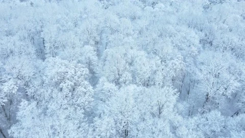 overhead top view of snowed winter fores... | Stock Video | Pond5
