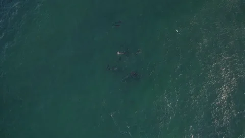 Overhead View Of Bottlenose Dolphins Pod... | Stock Video | Pond5