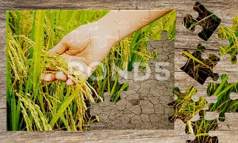 The overlay of the Jigsaw below is an arid ground and a puzzle of rice ...