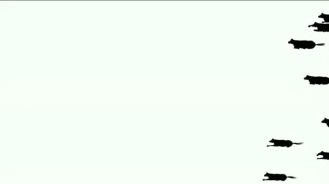 Africa Animals Silhouette Stock Videos – Royalty-Free HD & 4K Videos