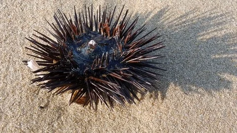 Sea Urchin Mouth Stock Videos – Royalty-Free HD & 4K Videos | Pond5