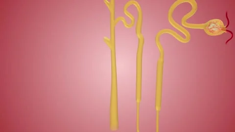 Overview of Nephron Function Collencting... | Stock Video | Pond5