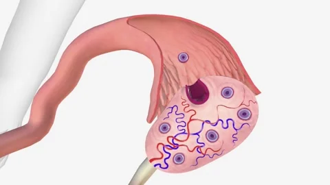 Ovulation is a phase of the female menst... | Stock Video | Pond5