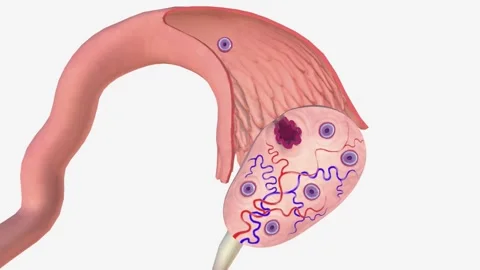 Ovulation is a phase of the female menst... | Stock Video | Pond5