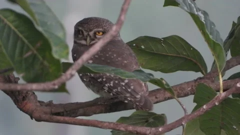 Owl waiting for pray in tree .. | Stock Video | Pond5
