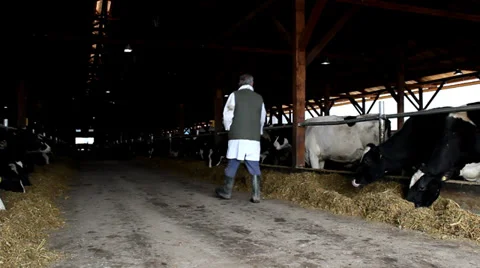 owner of the farm Dairy cows on a tour ... | Stock Video | Pond5