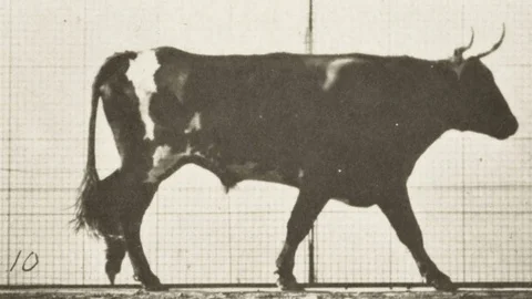 Ox Walking Vintage Photography Stop-Moti... | Stock Video | Pond5