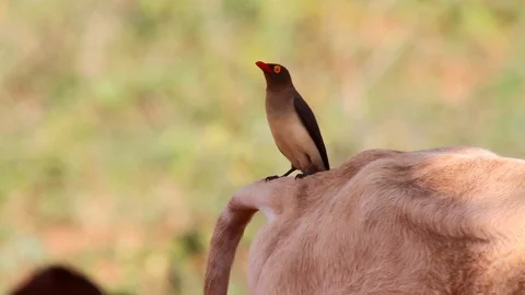 Buttock Stock Videos – Royalty-Free HD & 4K Videos