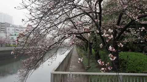 Oyoko River Rainy day Cherry blossoms, J... | Stock Video | Pond5