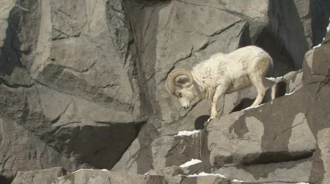 Dall Sheep Stock Videos – Royalty-Free HD & 4K Videos | Pond5