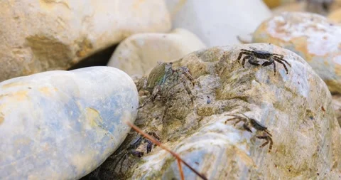 Pachygrapsus marmoratus is a species of ... | Stock Video | Pond5