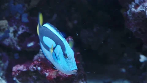 Pacific blue tang fish or Palette surgeo... | Stock Video | Pond5