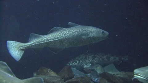 Pacific Cod Fish Gadus macrocephalus Swi... | Stock Video | Pond5