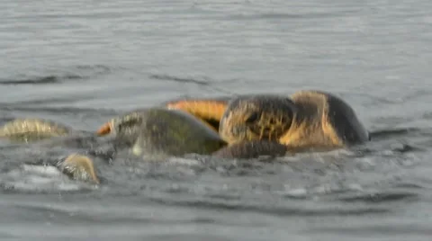Turtle Mating Stock Footage ~ Royalty Free Stock Videos | Pond5