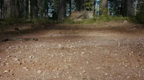 Snake Bite Screen Stock Footage ~ Royalty Free Stock Videos | Pond5