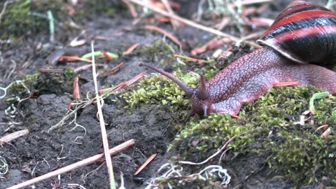 Pacific Sideband Snail Gastropod in Paci... | Stock Video | Pond5