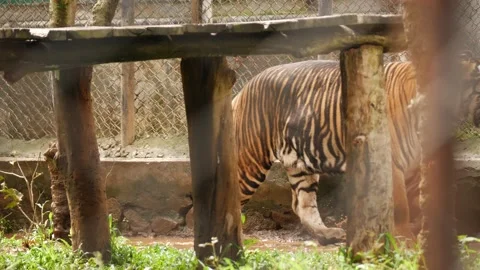 Pacing full body Tiger zoo | Stock Video | Pond5