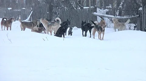 Dog Mating Stock Video Footage | Royalty Free Dog Mating Videos | Pond5