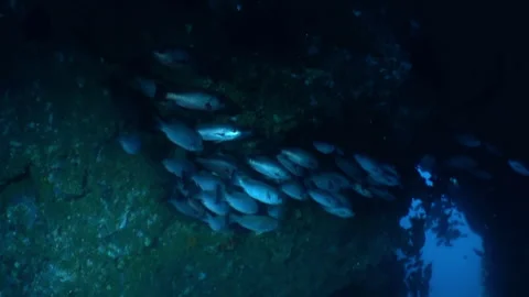 Pack of fish swimming by coral reef in I... | Stock Video | Pond5