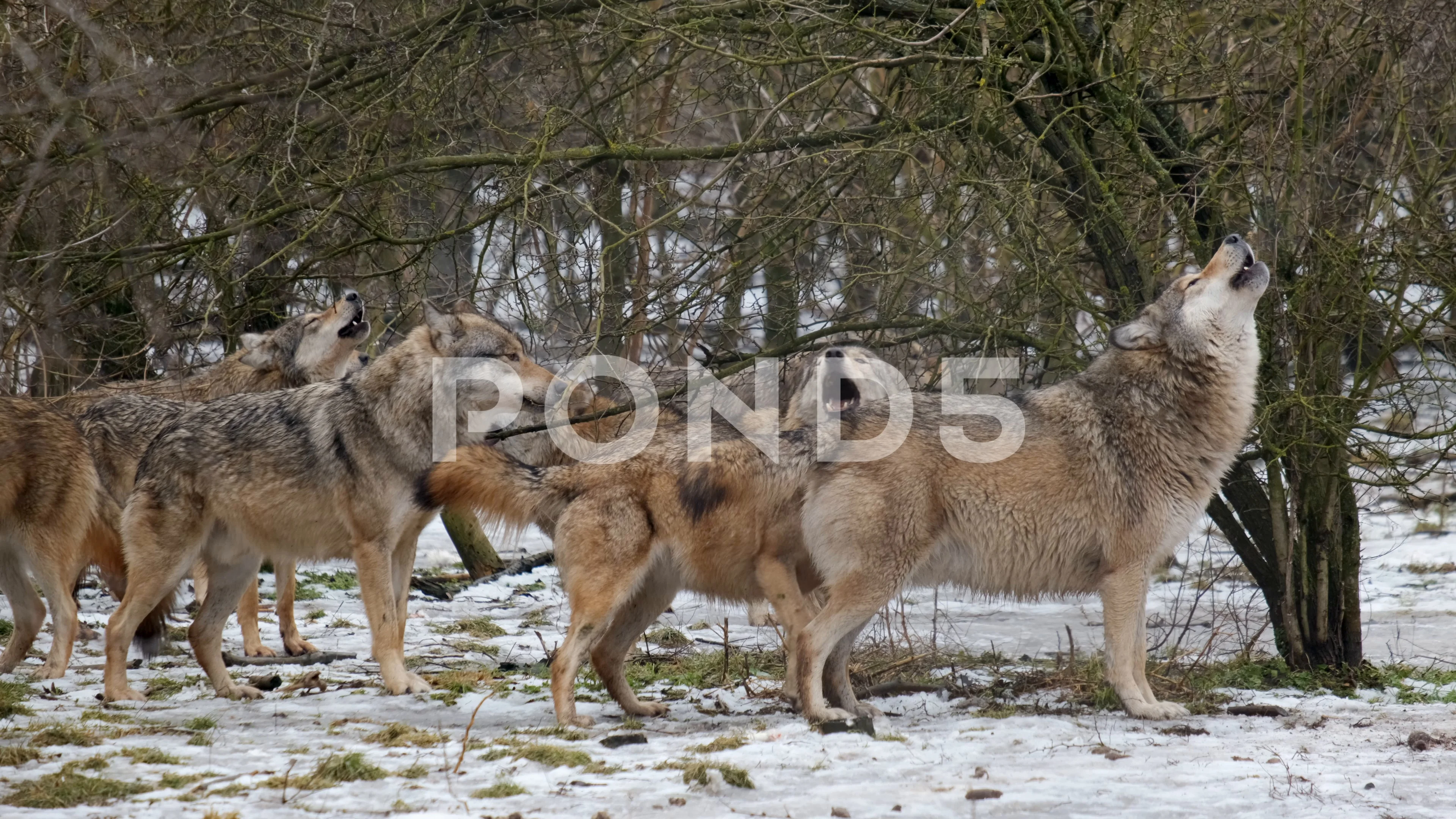 Timber Wolf Pack Howling