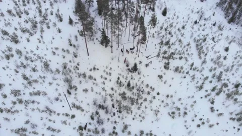 Pack of Moose take shelter among trees i... | Stock Video | Pond5
