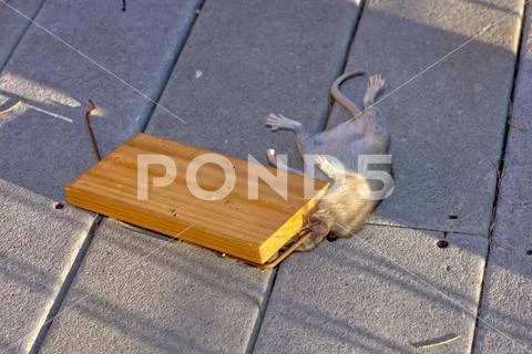 A Pack Rat native to Arizona caught in a trap. ~ Premium Photo #182571234