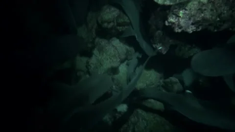 Pack of reef sharks up close in waters s... | Stock Video | Pond5