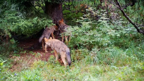 Wolf Forest Tree Stock Videos – Royalty-Free HD & 4K Videos