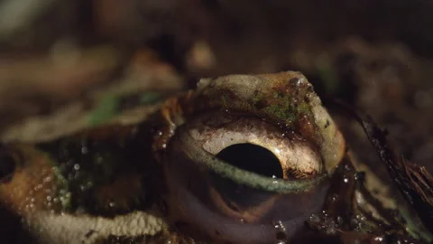 Pacman Stock Videos – Royalty-Free HD & 4K Videos | Pond5