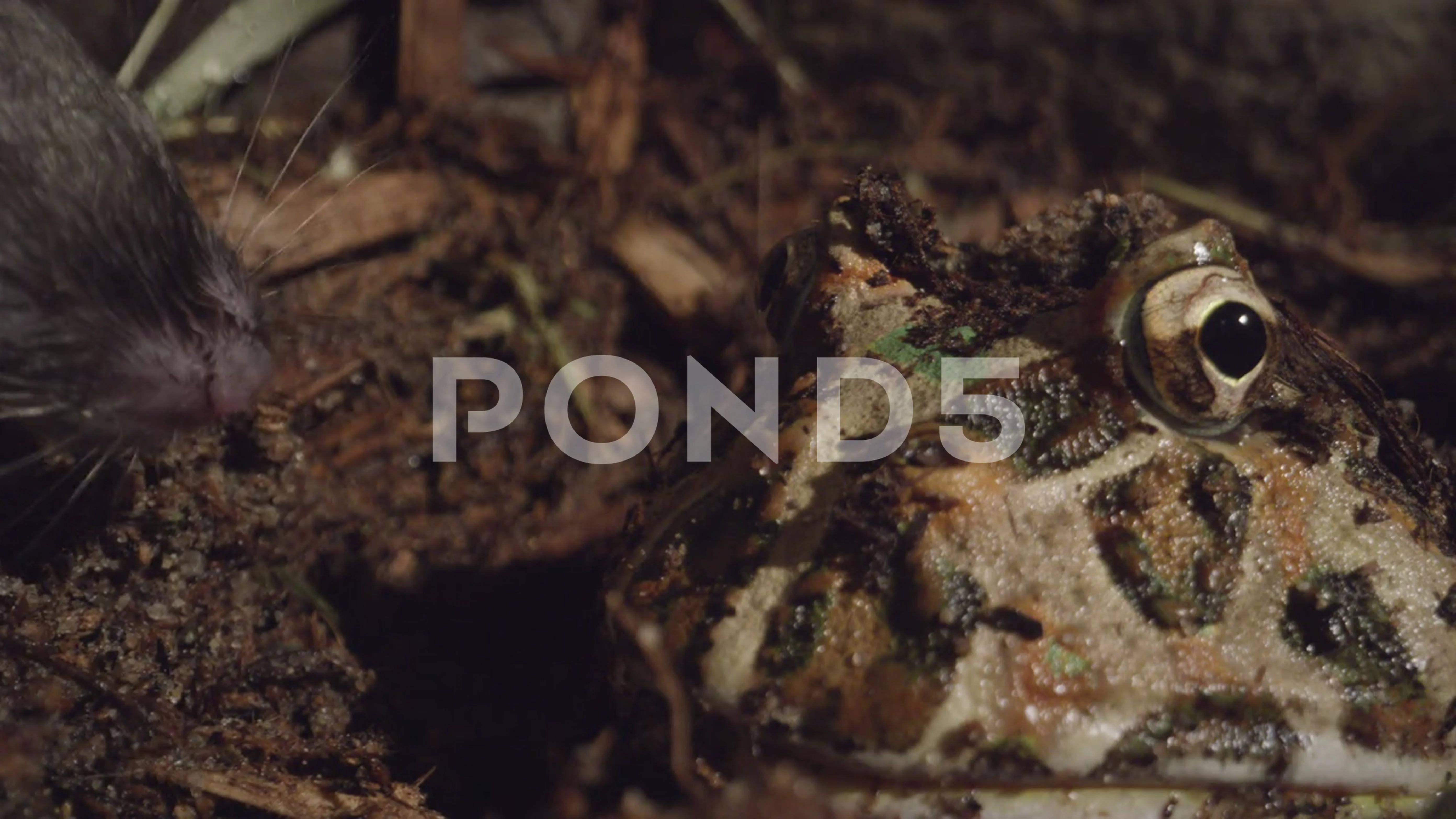 Pacman Frog Eating Mouse