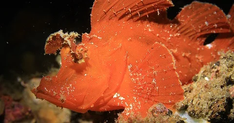 Flap Stock Video Footage | Royalty Free Flap Videos | Pond5