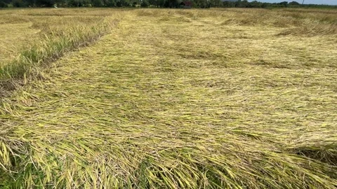 Paddy Field Flattened by Rain Before Har... | Stock Video | Pond5