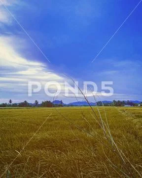 Paddy fields background 4k HD wallpaper Stock Photo #229408140