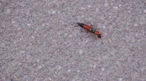 Paederus, Rove Beetle on cement wall | Stock Video | Pond5