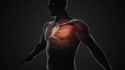 Pain and injury in the Chest Pectoralis ... | Stock Video | Pond5