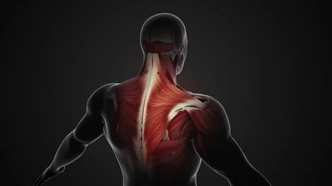 Pain and injury in the Trapezius muscles | Stock Video | Pond5