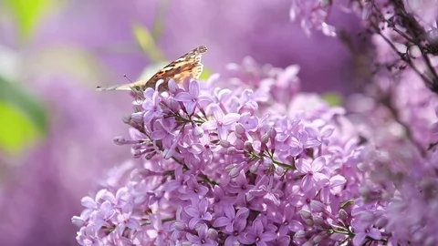 Vanessa Video Stock Videos – Royalty-Free HD & 4K Videos | Page 3