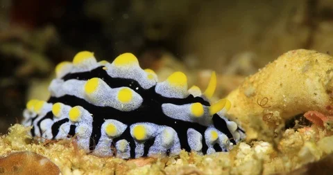 Painted Phyllidia Nudibranch (Phyllidia ... | Stock Video | Pond5